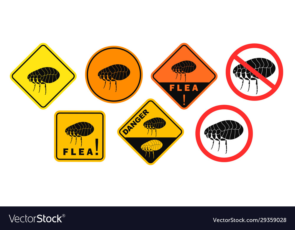Flea Royalty Free Vector Image - VectorStock