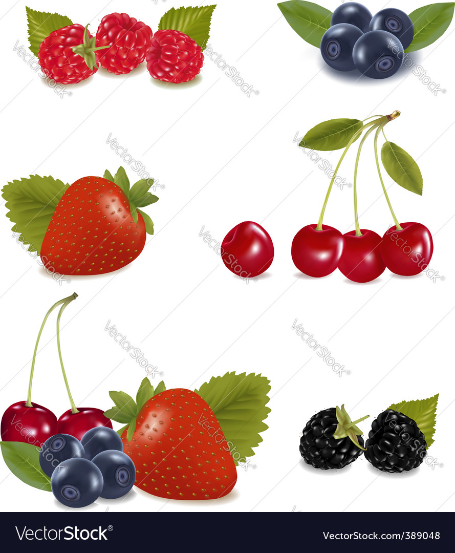 Berries Royalty Free Vector Image - VectorStock