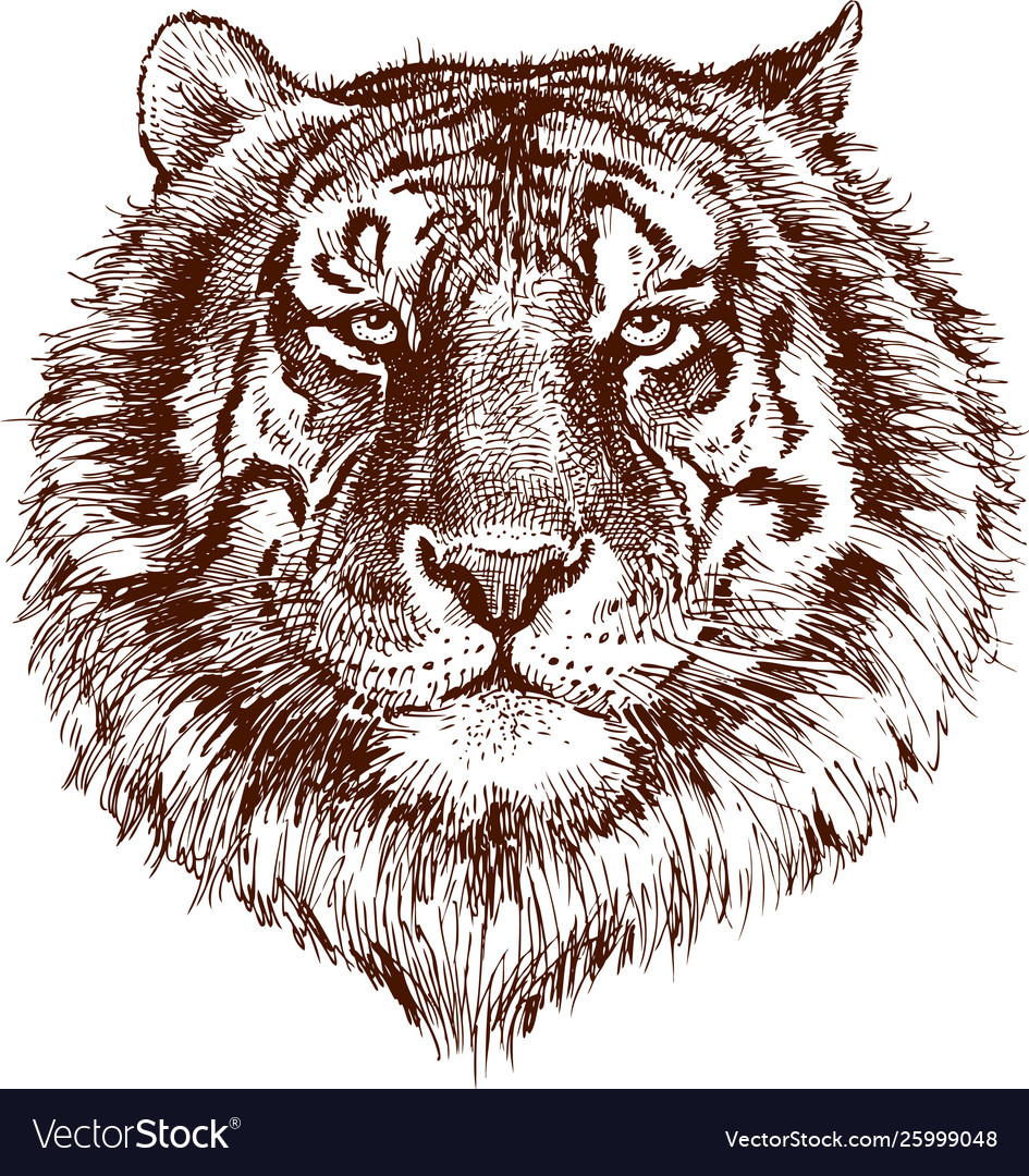 Tiger Royalty Free Vector Image - VectorStock