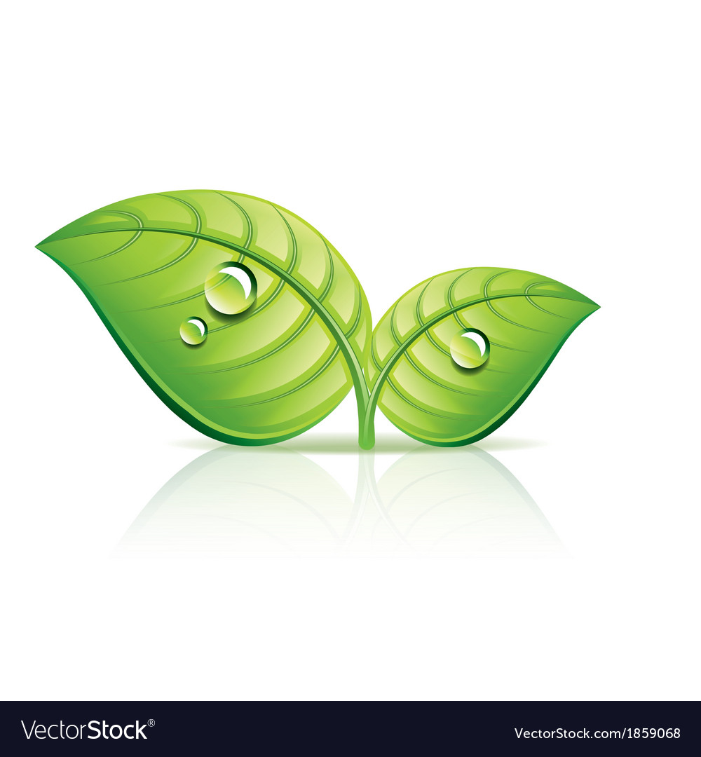Object leaves Royalty Free Vector Image - VectorStock