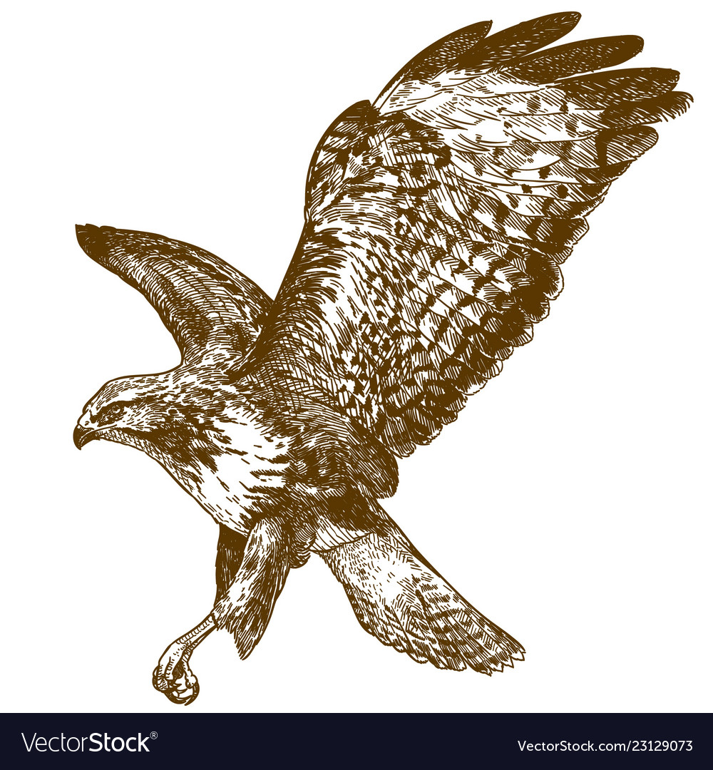 Engraving buzzard Royalty Free Vector Image - VectorStock