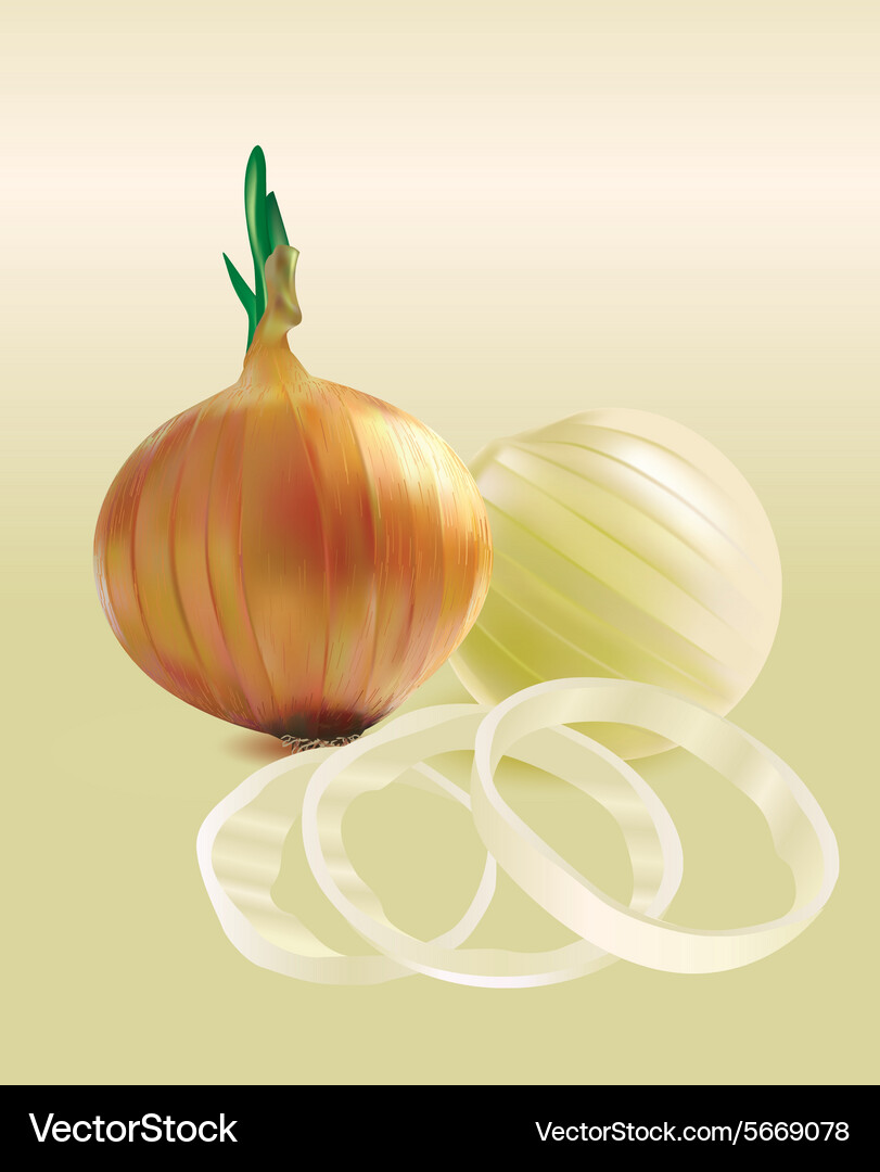 Onions and chopped onion rings Royalty Free Vector Image