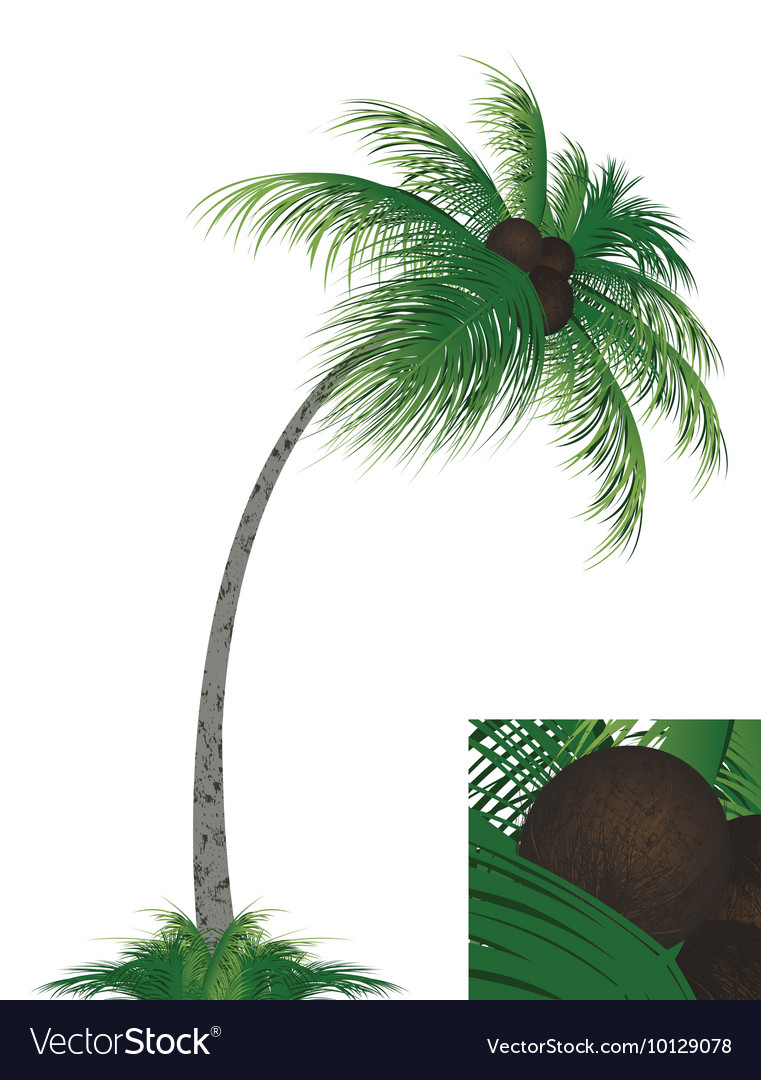 Palm tree Royalty Free Vector Image - VectorStock