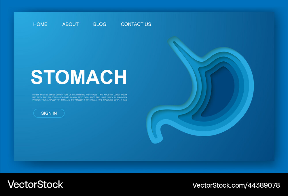 Stomach 3d paper cut website template digestive Vector Image