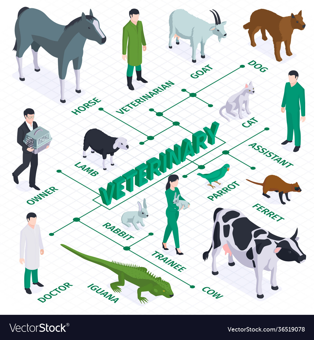 Veterinary isometric flowchart composition Vector Image