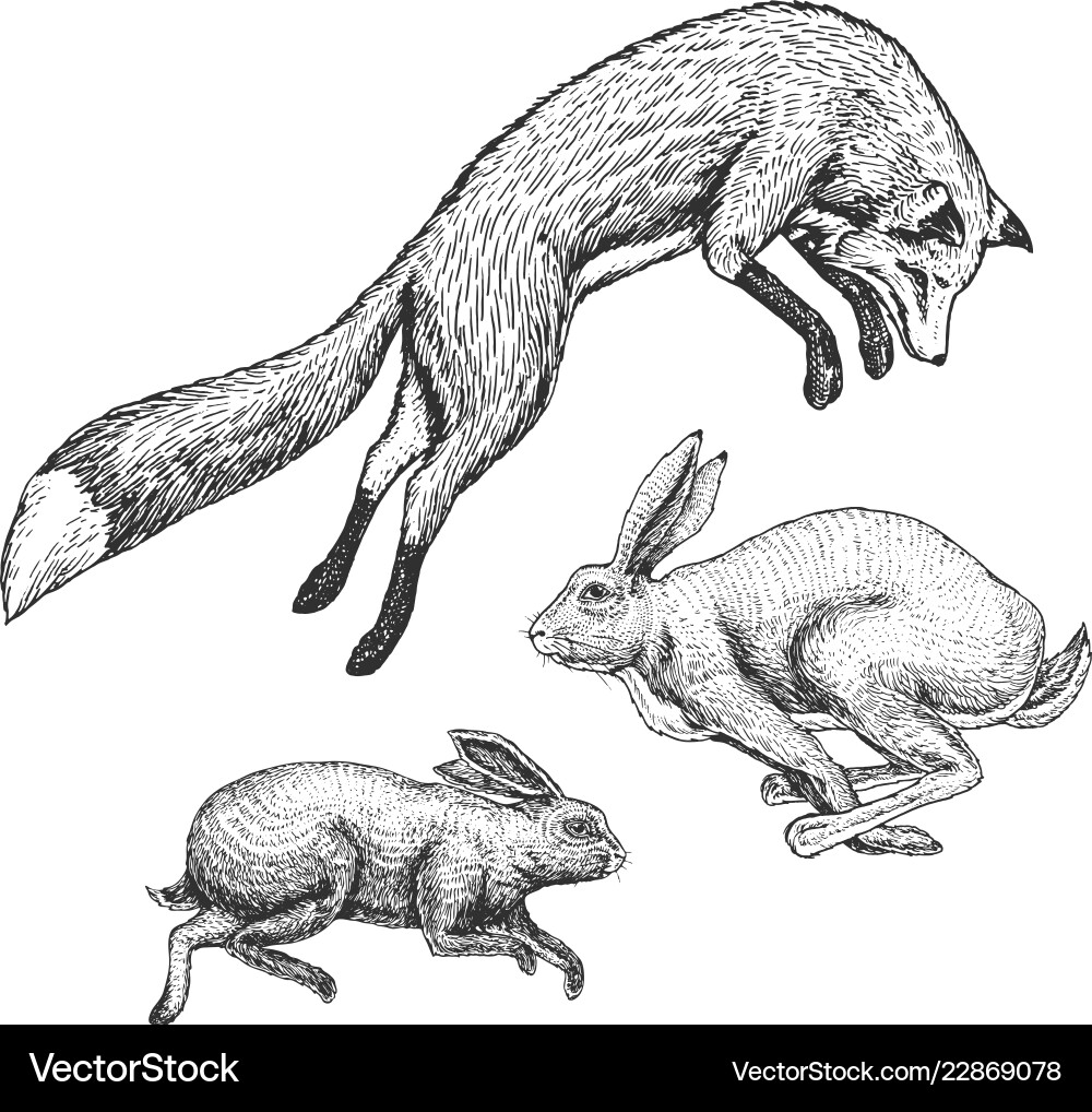 Wild forest animal jumping up soaring red fox and Vector Image