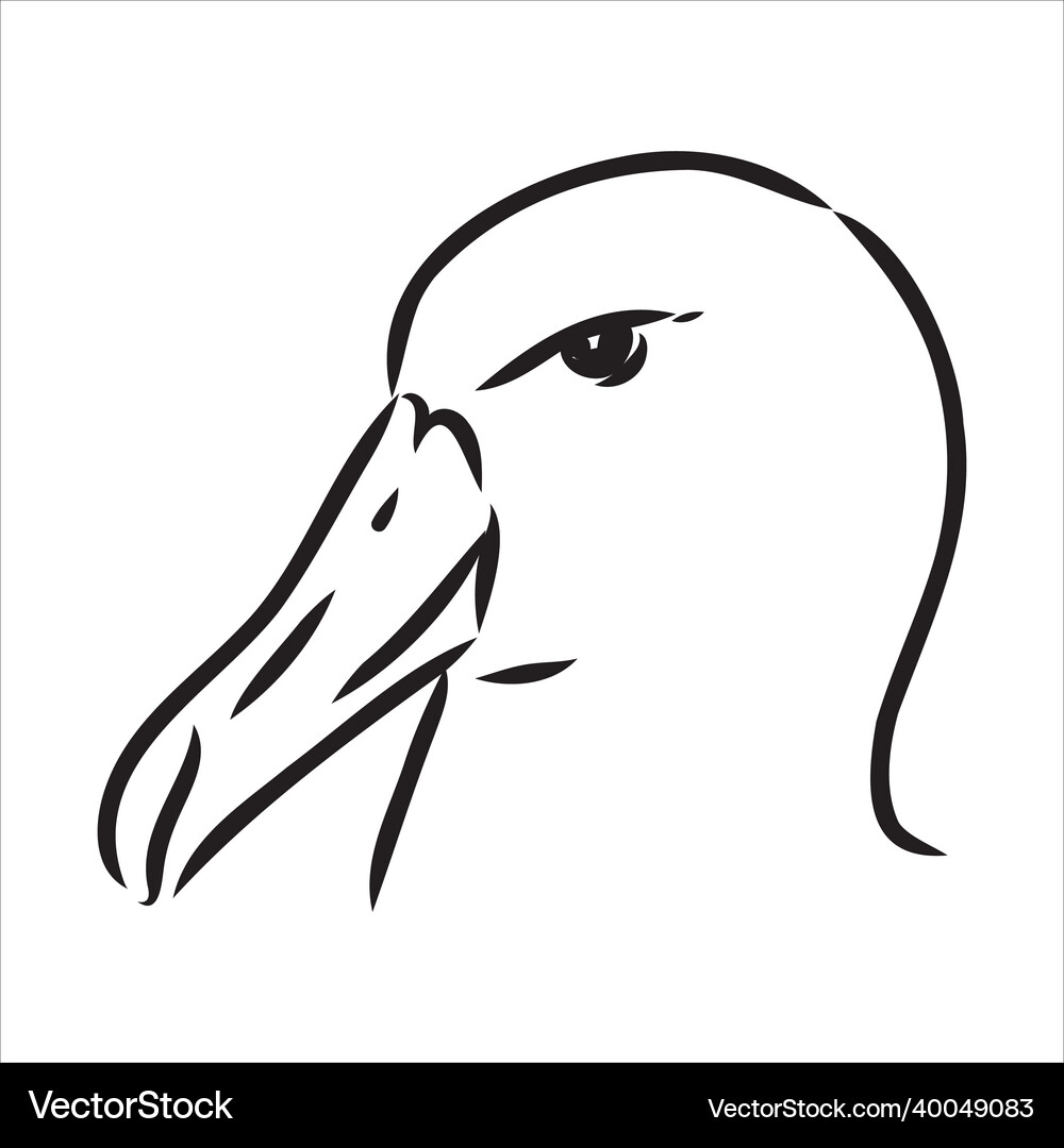 Seagull albatross bird in flight with open wings Vector Image