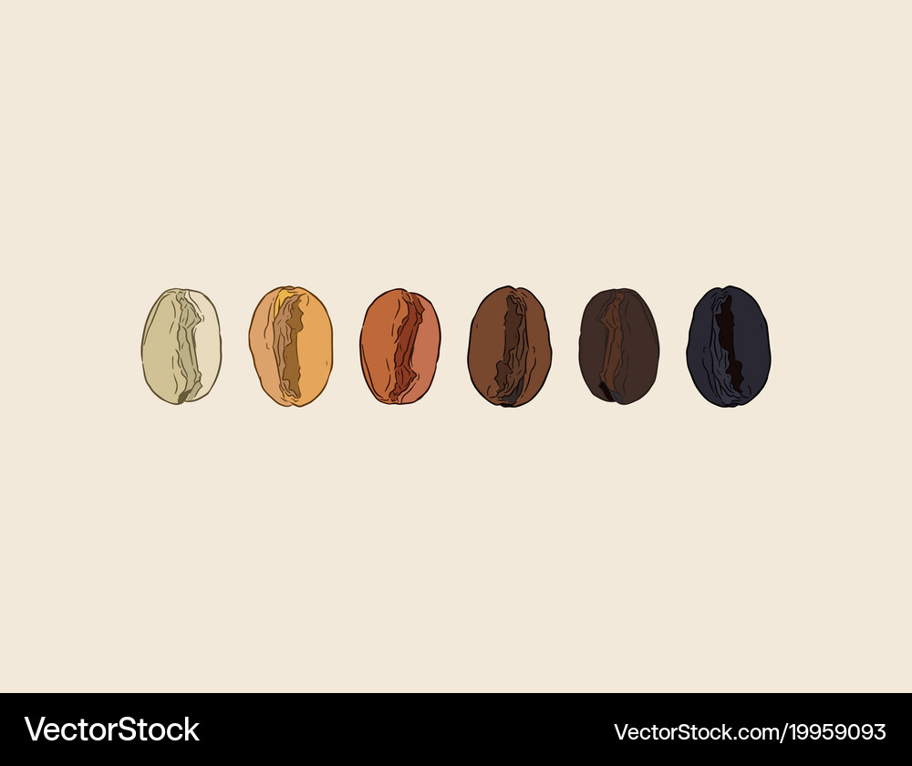 Coffee beans showing various stage of roasting Vector Image