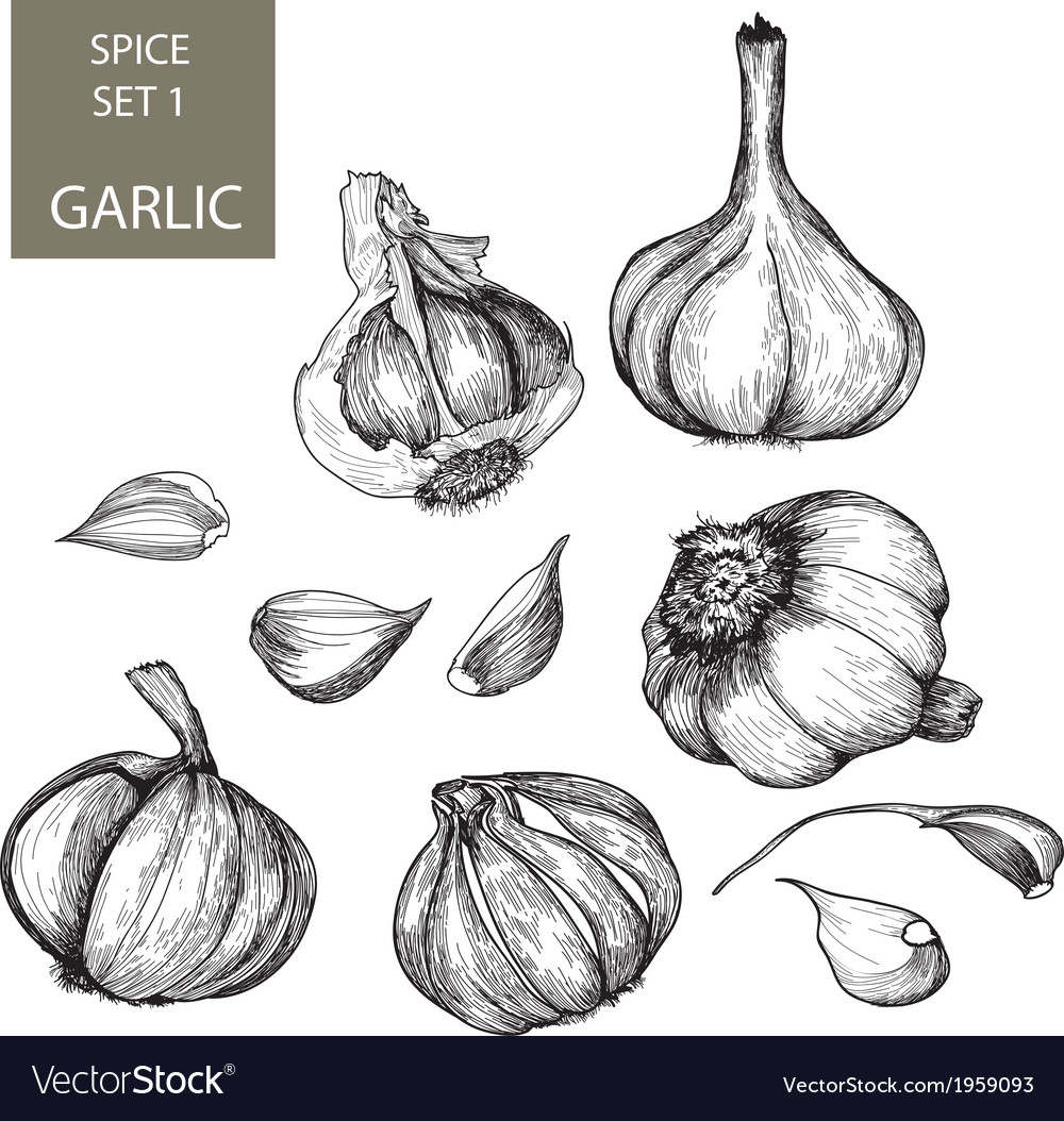 Garlic Royalty Free Vector Image - VectorStock