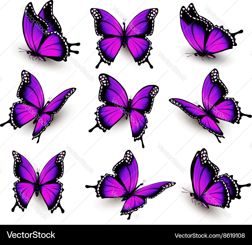 Beautiful pink butterfly in different positions Vector Image
