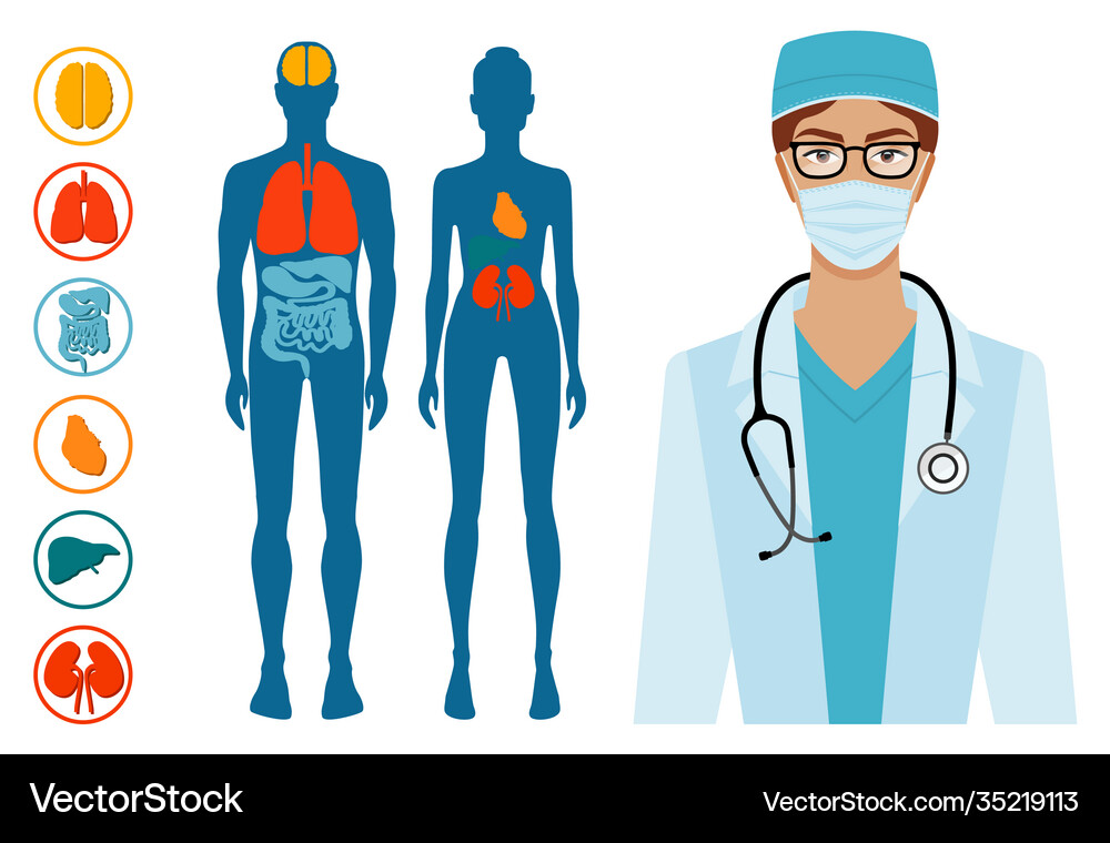 Human Anatomy - Doctor with Phonendoscope Vector Image