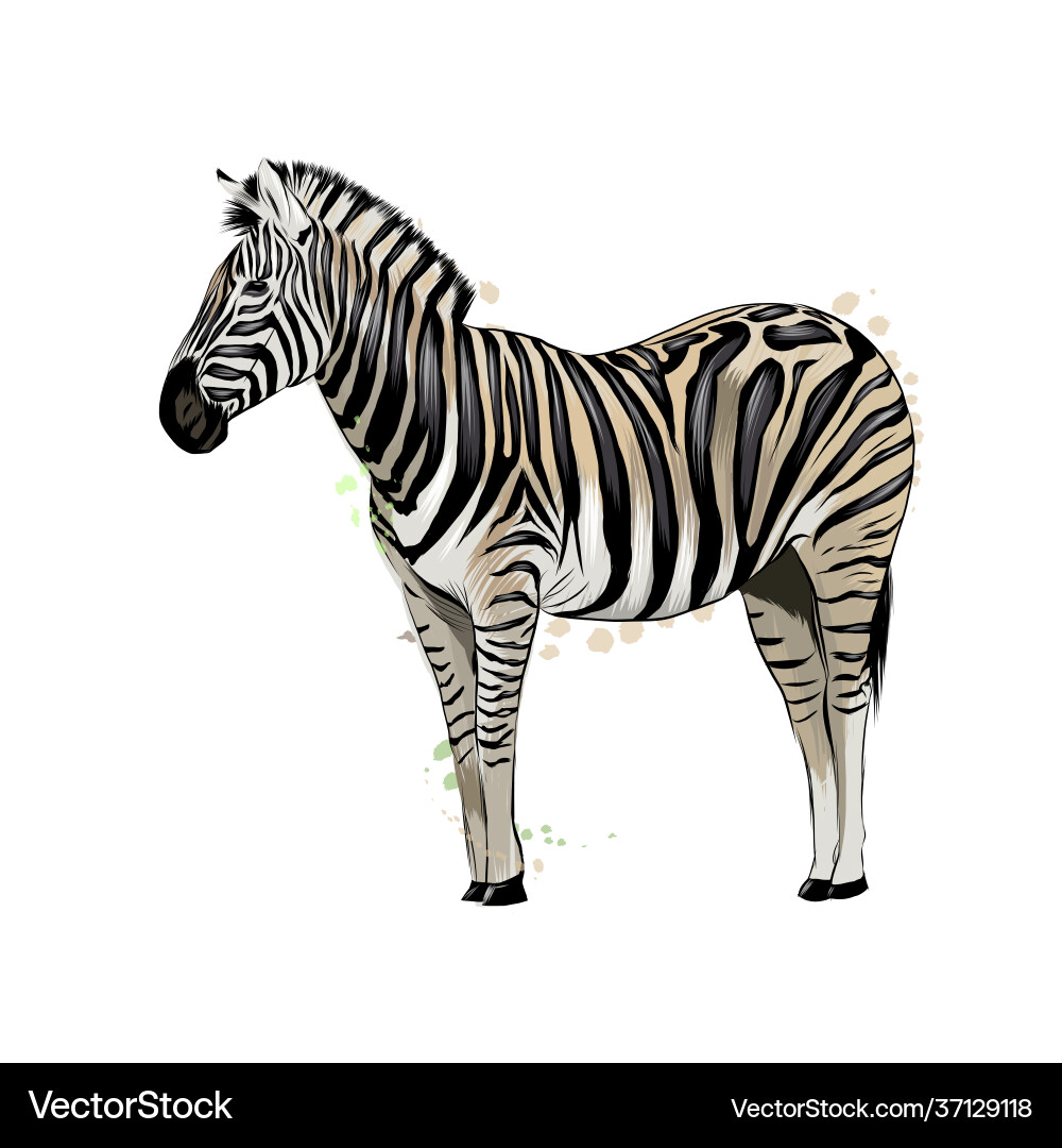 Zebra from a splash watercolor colored drawing Vector Image