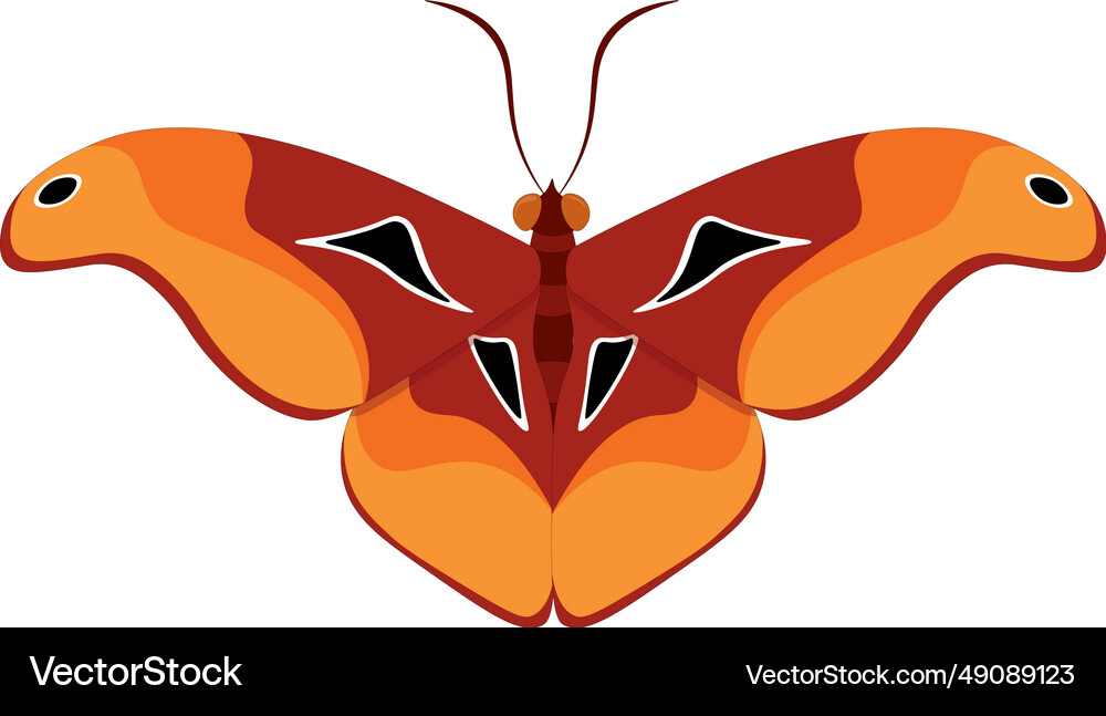 Red and orange colors butterfly Royalty Free Vector Image