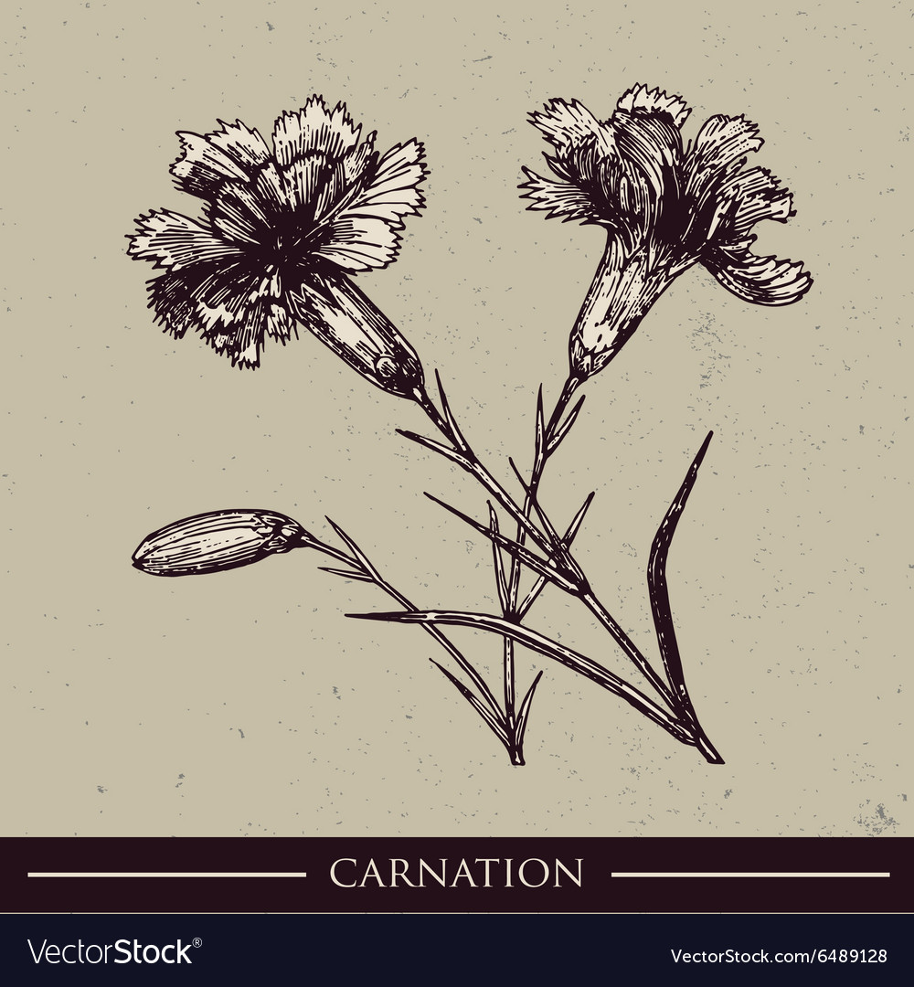 Carnation Royalty Free Vector Image - VectorStock