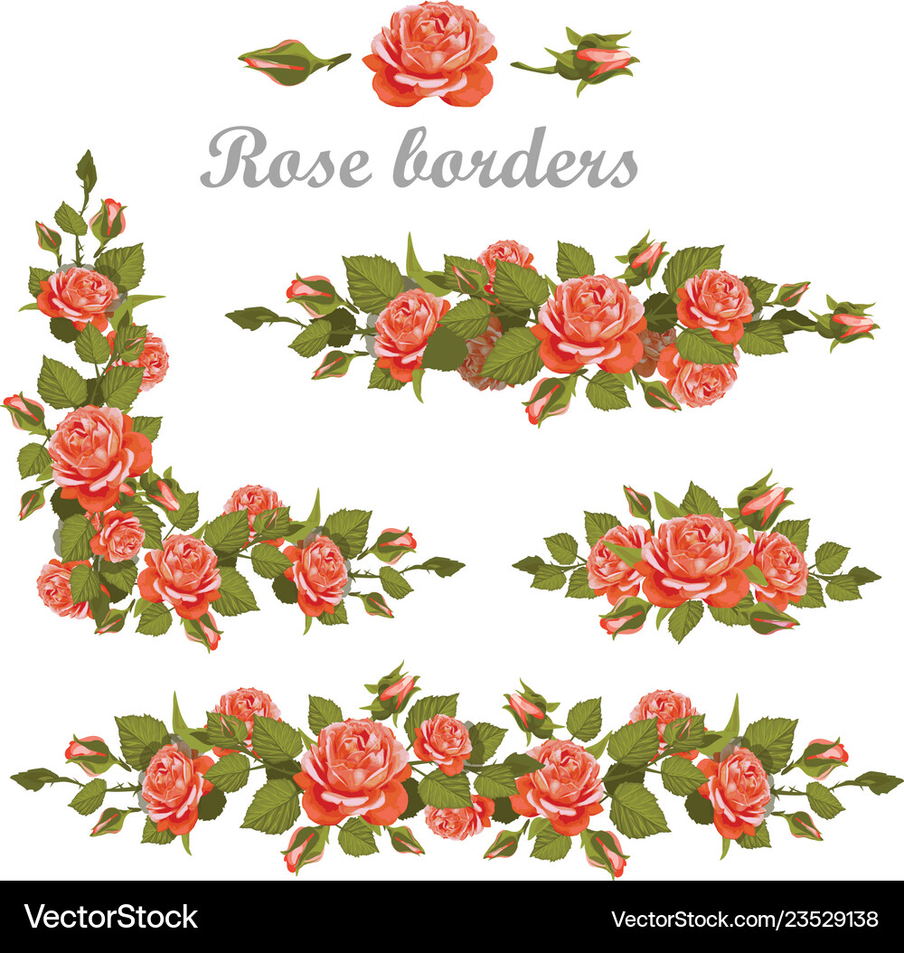 Branches climbing white rose flower with leaves Vector Image
