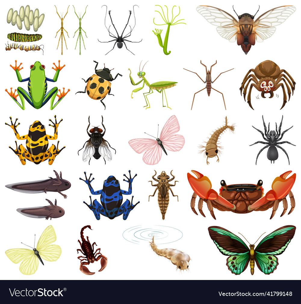 Different kinds of insects and animals on white Vector Image