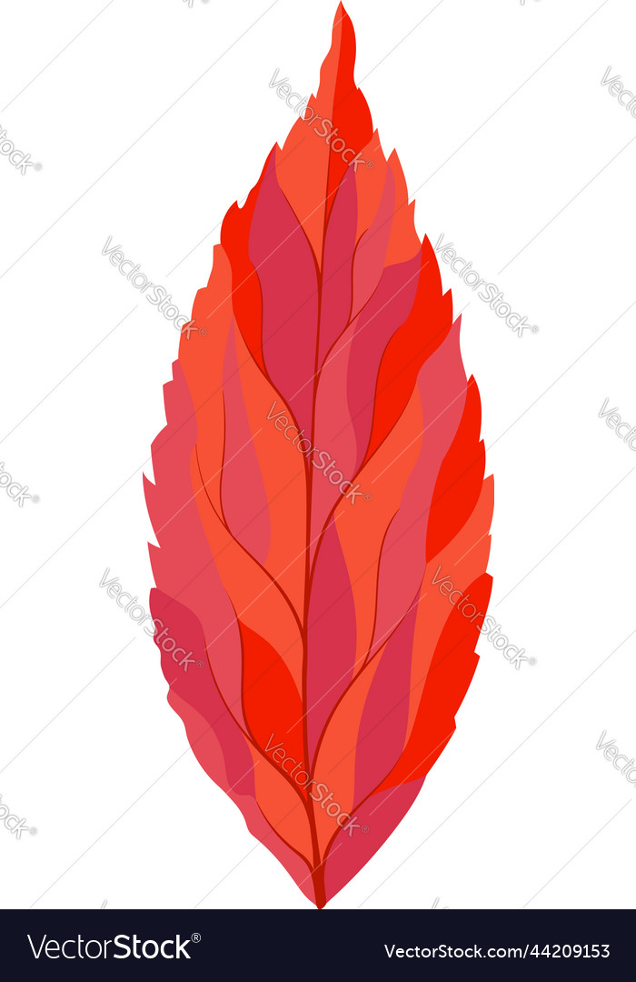 Ash-tree leaf Royalty Free Vector Image - VectorStock