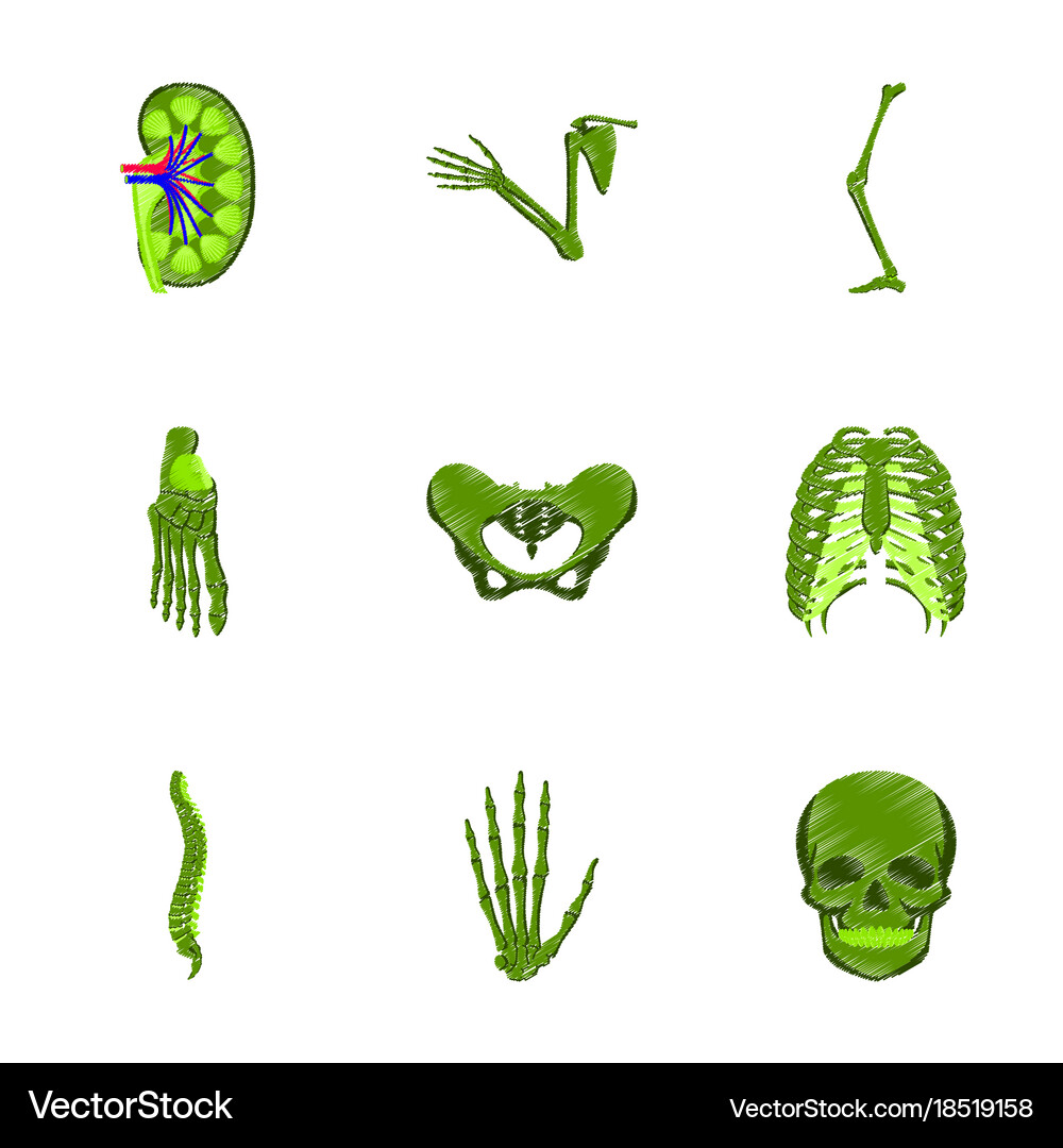 Assembly of flat shading style icon human bones Vector Image