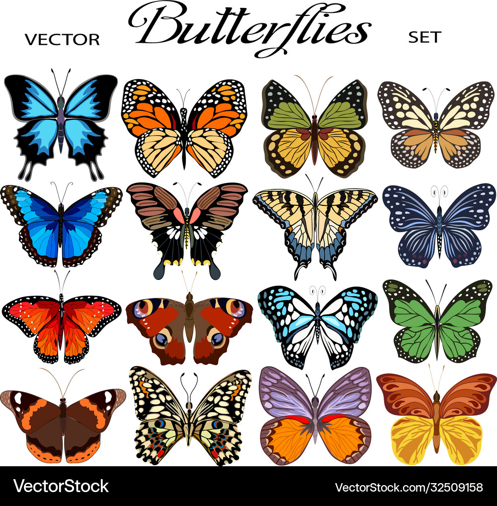 Collection beautiful colored butterflies Vector Image