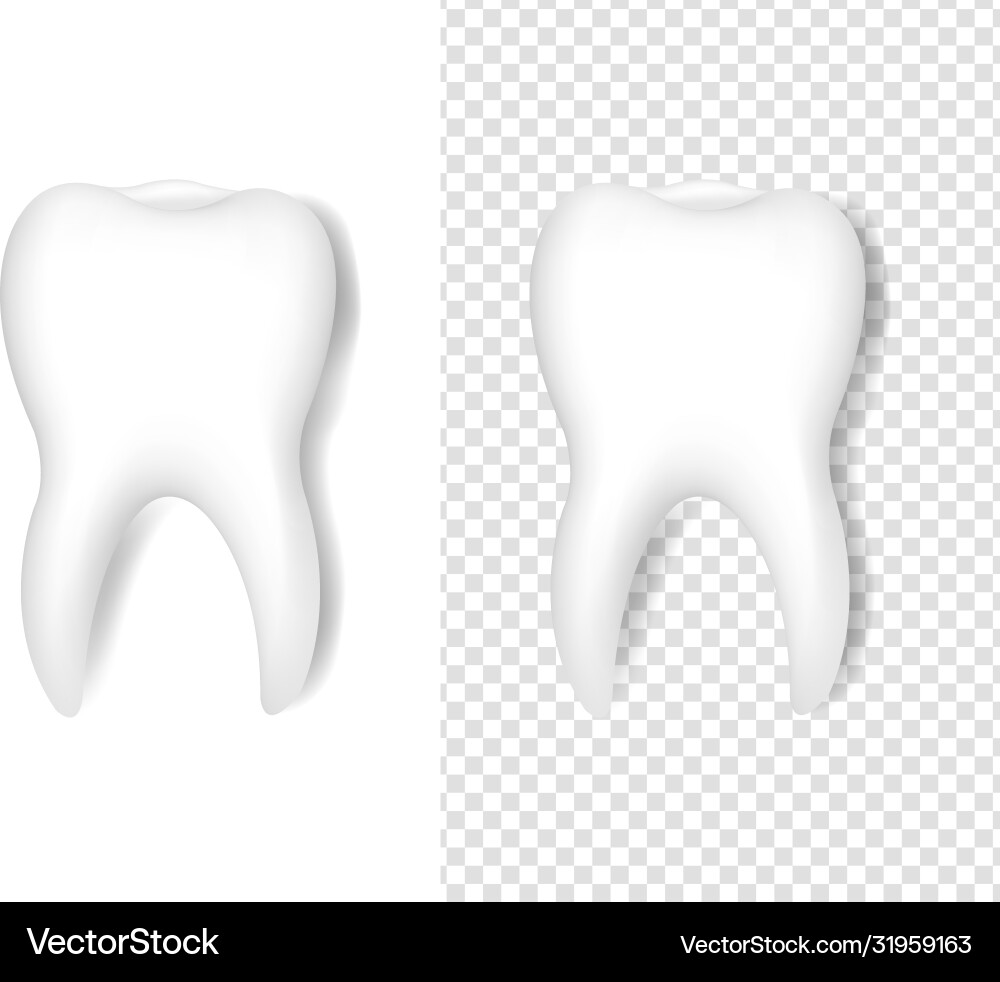 White tooth symbol isolated and transparent Vector Image