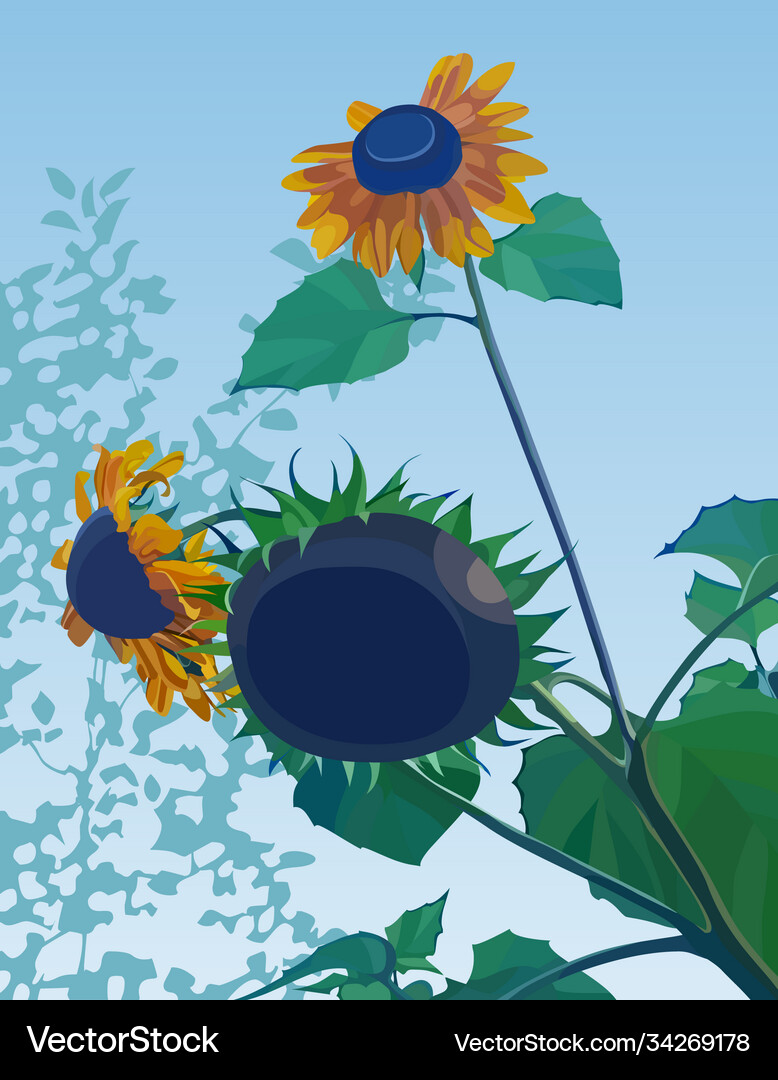 Cartoon decorative sunflowers growing under Vector Image