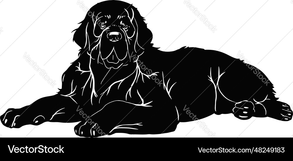 Newfoundland dog - lying stock isolated Royalty Free Vector