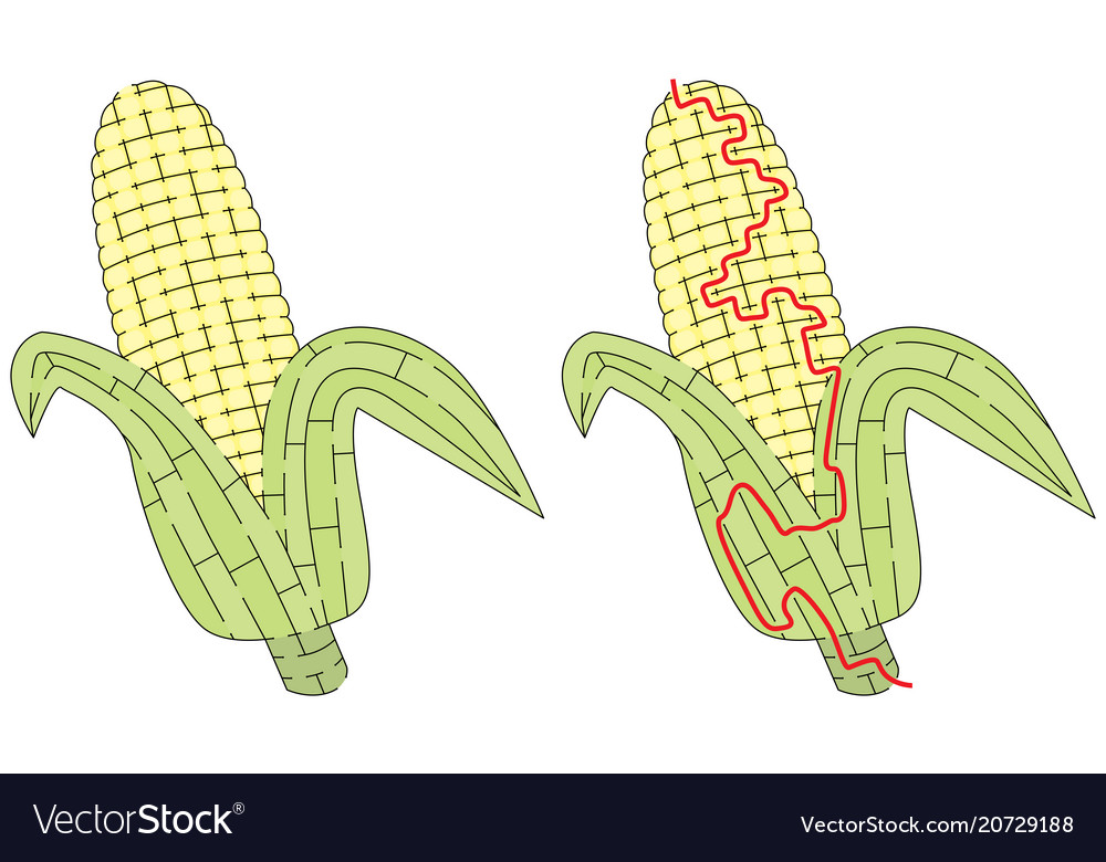 Corn maze Royalty Free Vector Image - VectorStock