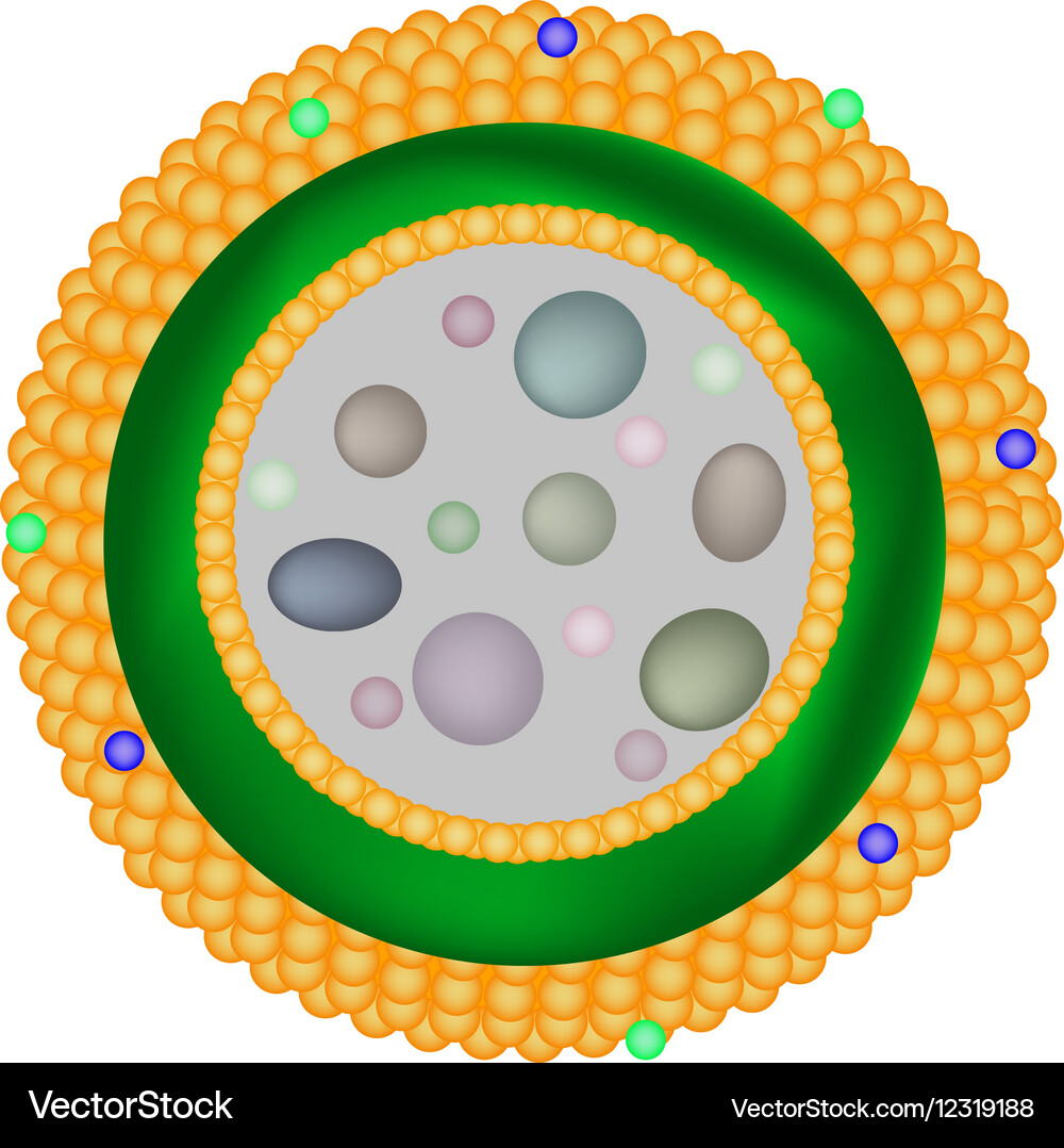 Structure lysosomes infographics on isolated Vector Image