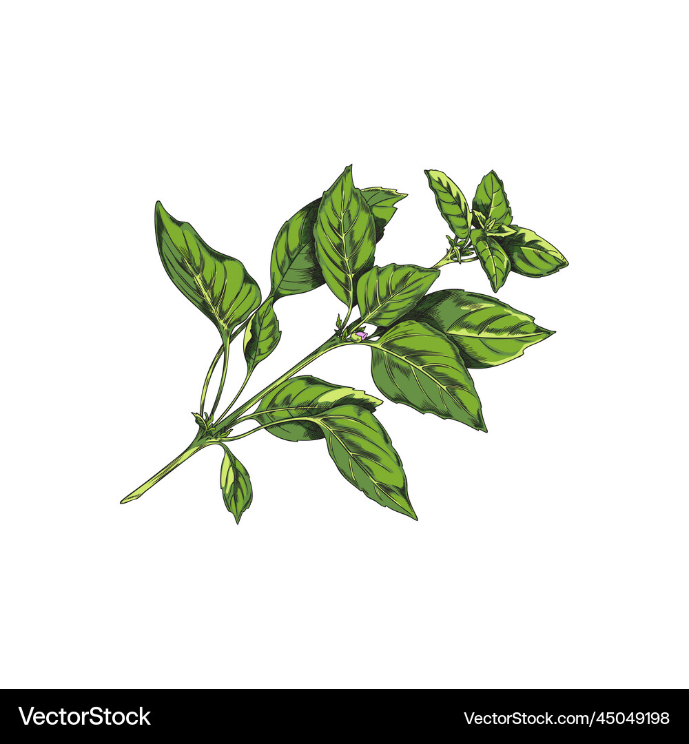 Green aromatic basil herb branch sketch engraving Vector Image
