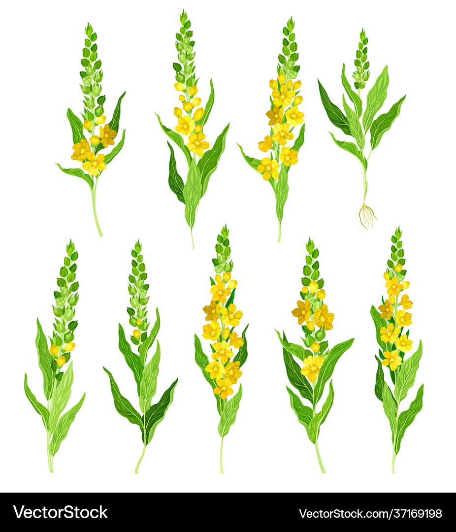 Mullein with dense rosette leaves and tall Vector Image