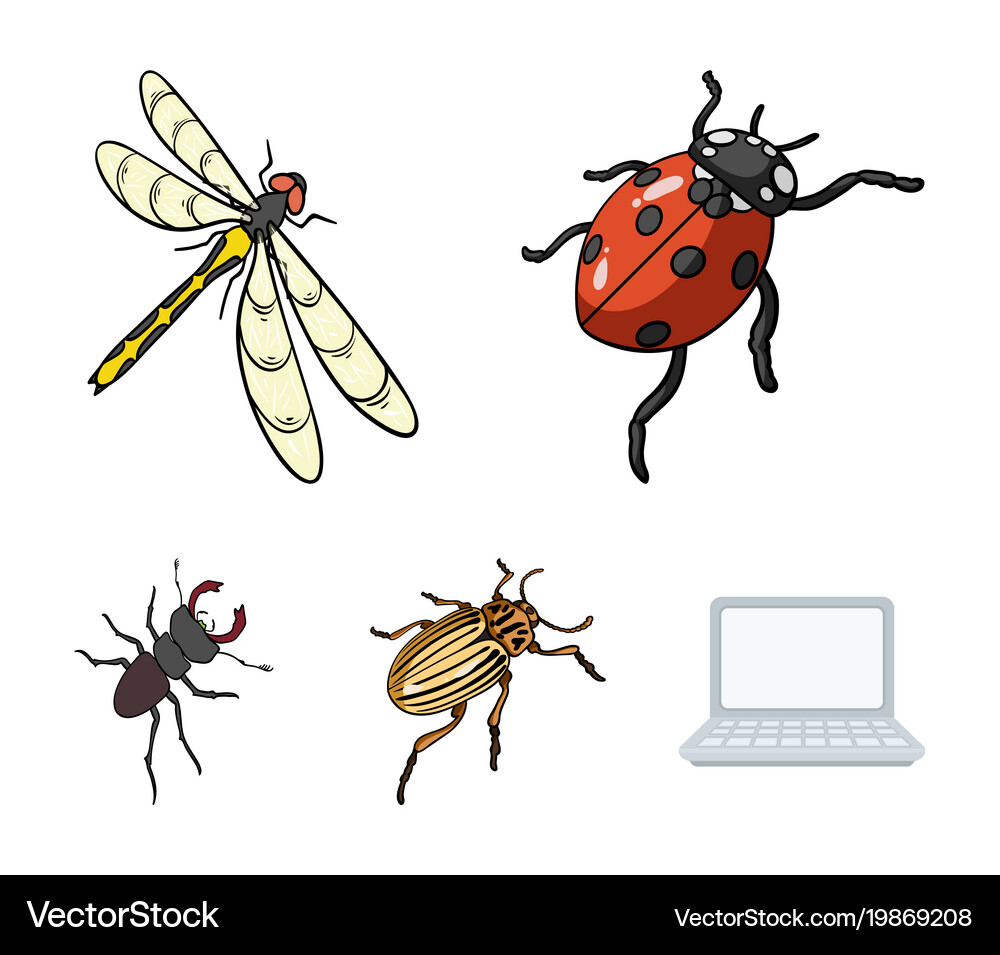 Arthropods insect ladybird dragonfly beetle Vector Image