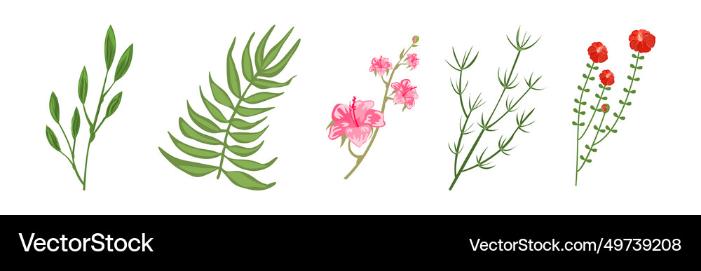 Tropical blooming flora and botany plant Vector Image