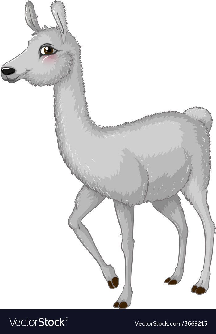 Lama Royalty Free Vector Image - VectorStock