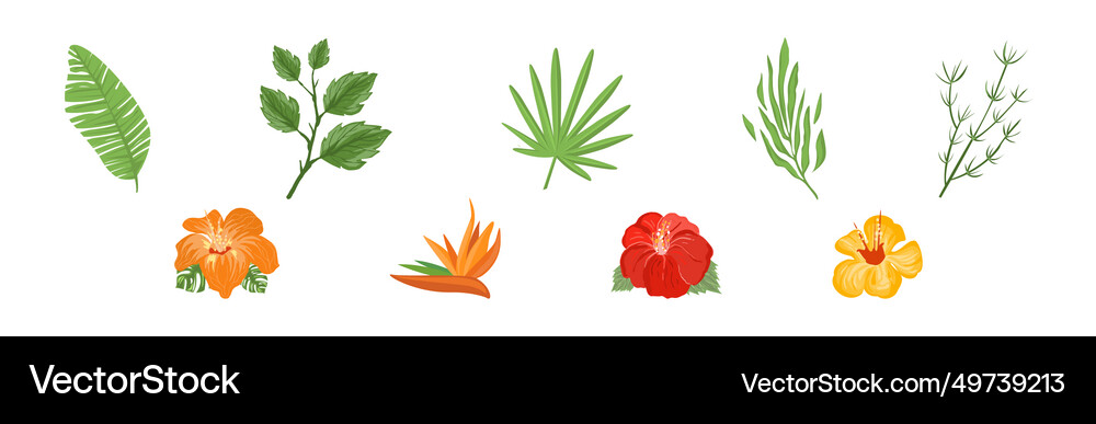 Tropical blooming flora and botany plant Vector Image