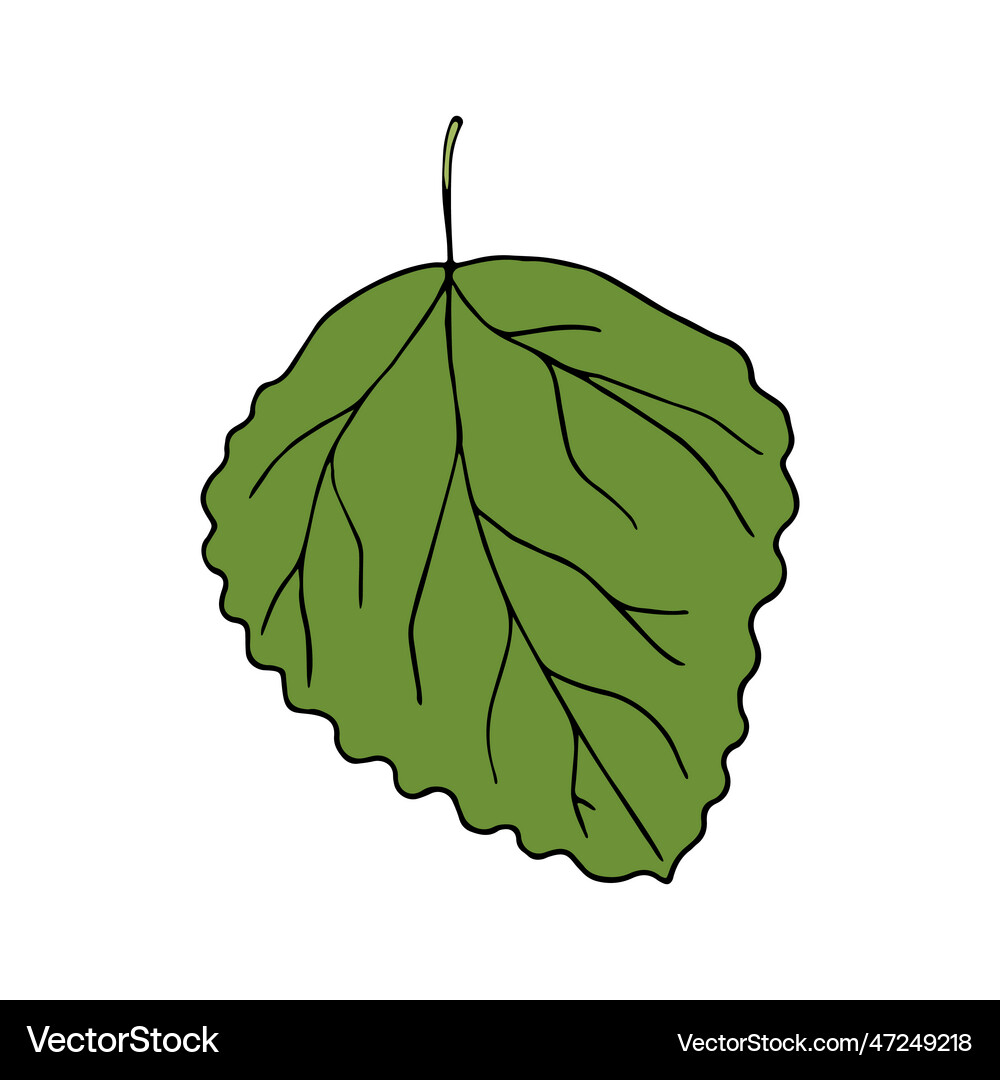 Aspen leaf in cartoon style Royalty Free Vector Image
