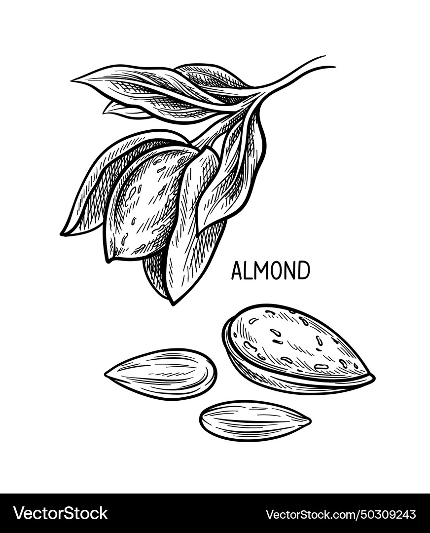 Nuts seeds linear concept Royalty Free Vector Image