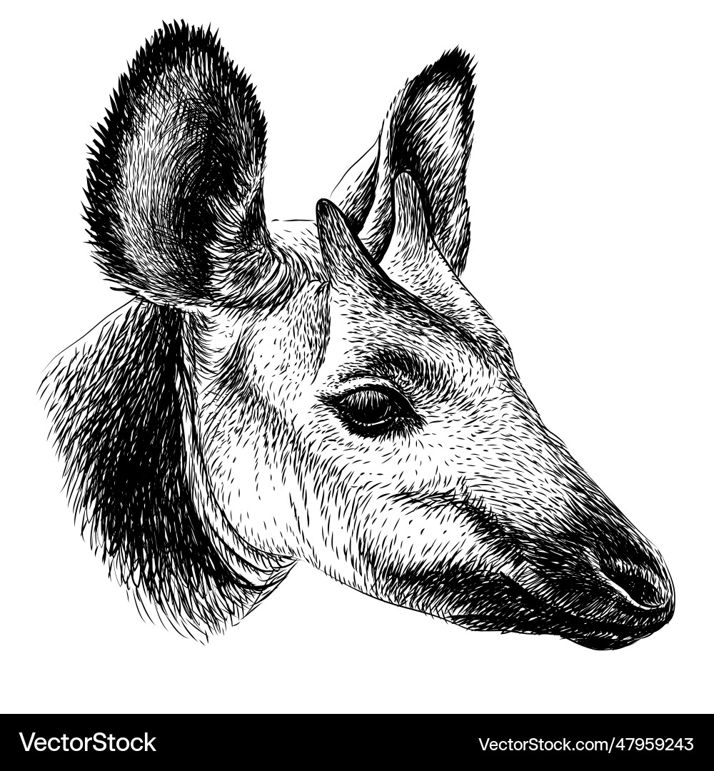 Okapi graphic portrait of okapi in sketch style Vector Image