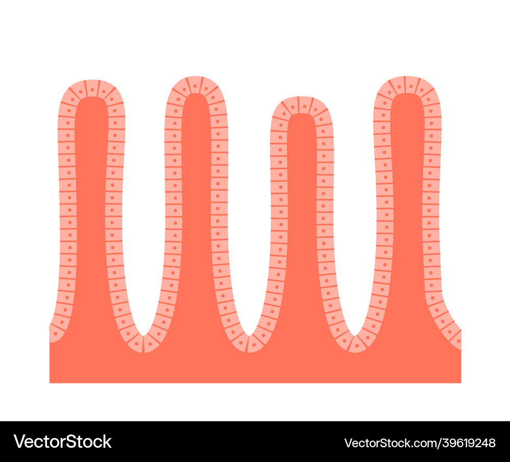 Intestinal villi anatomy Royalty Free Vector Image