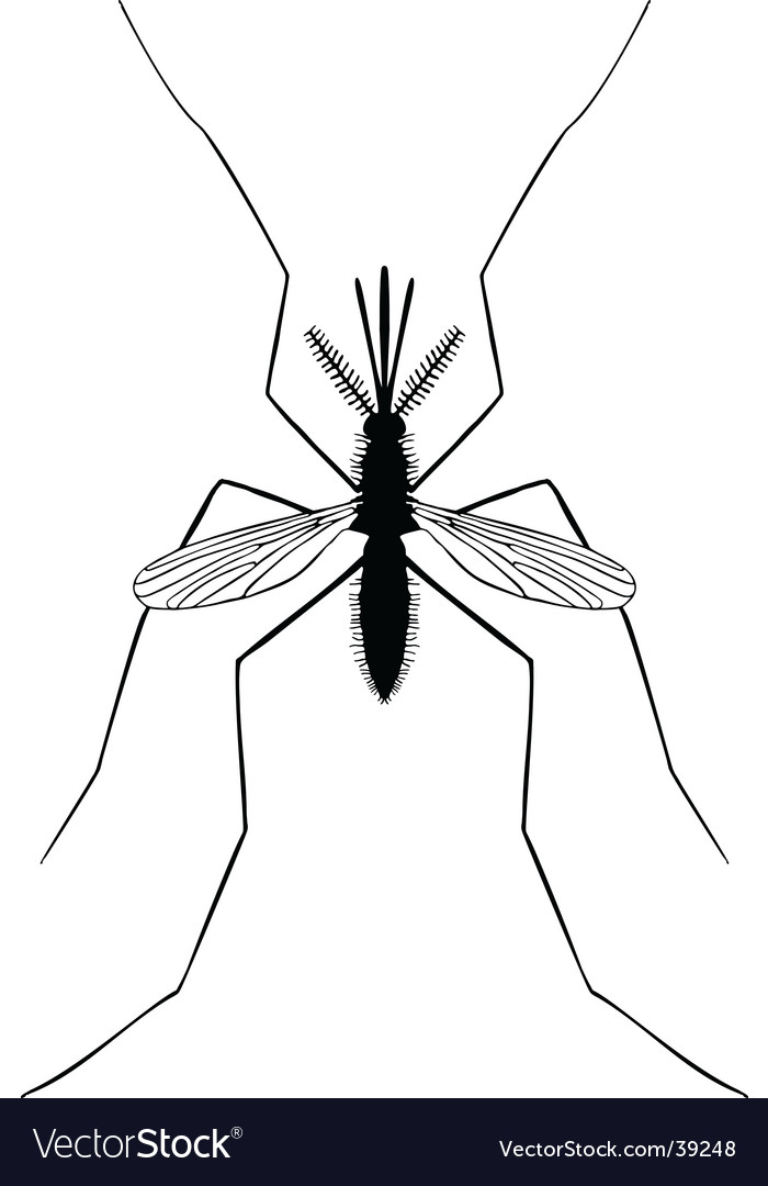 Midge Royalty Free Vector Image - VectorStock
