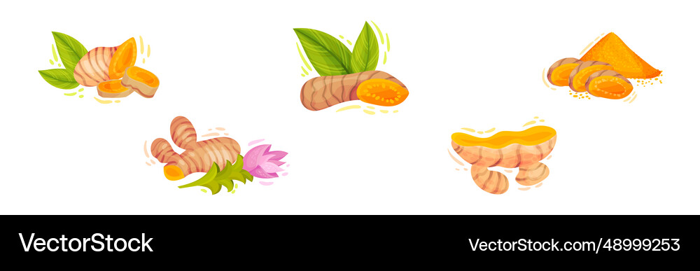 Fresh turmeric plant with orange root as culinary Vector Image