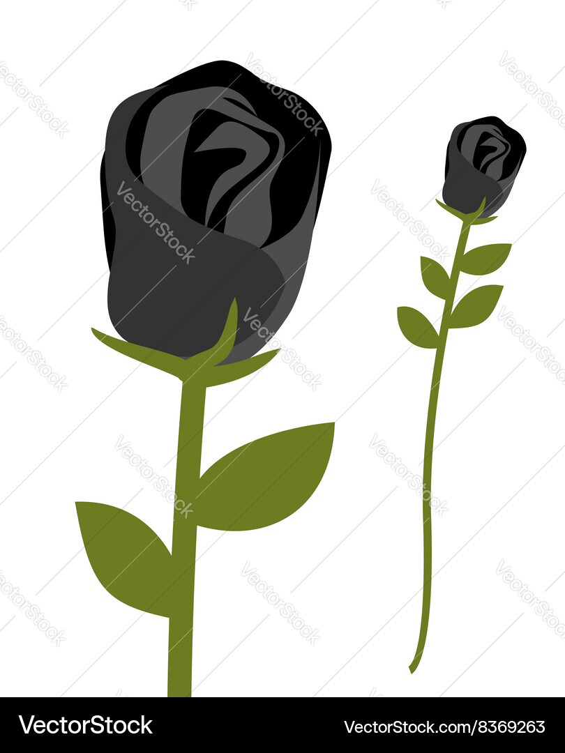 Black rose dark scary flower petals Royalty Free Vector