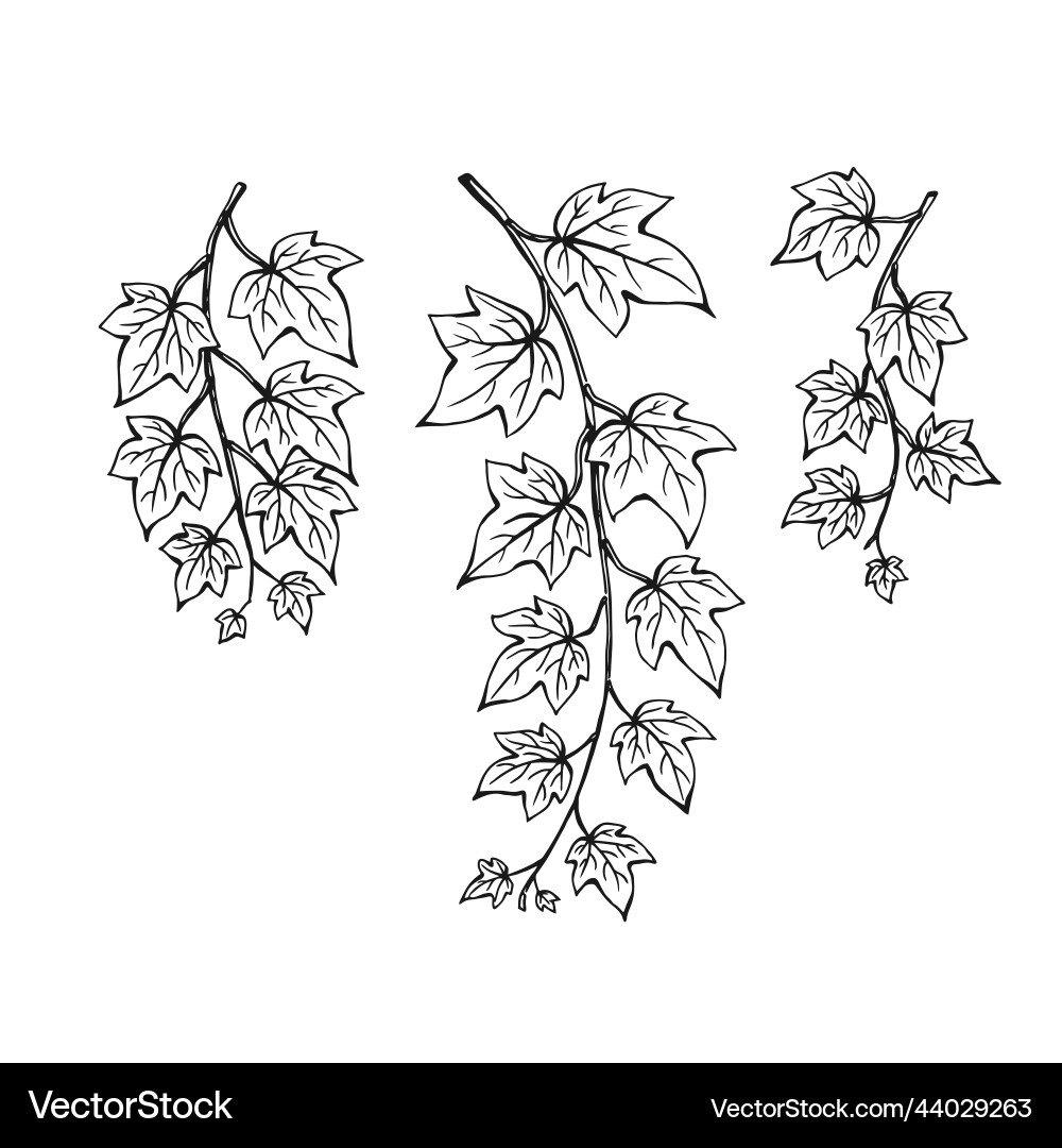 Set of ivy branch hand drawn converted Royalty Free Vector