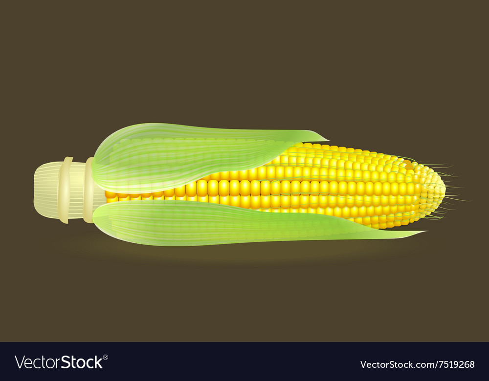 Corn Royalty Free Vector Image - VectorStock