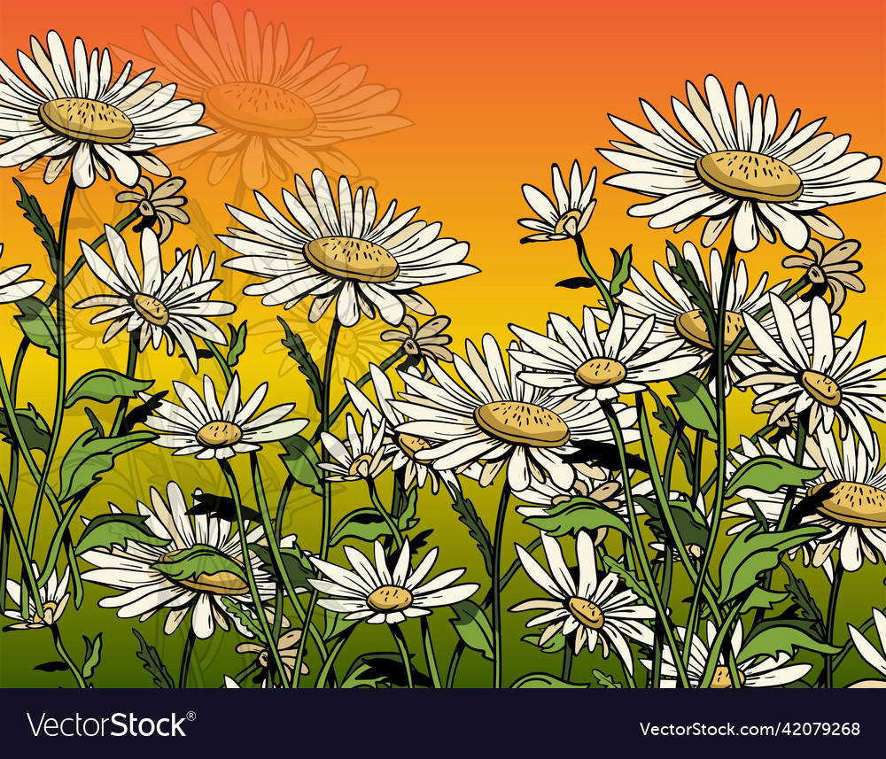 Daisy pattern template classical handdrawn design Vector Image