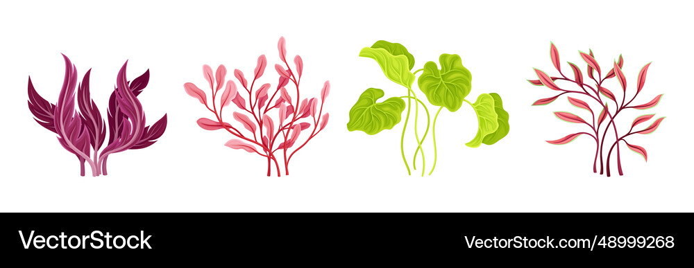 Seaweed and marine algae plant curve set Vector Image
