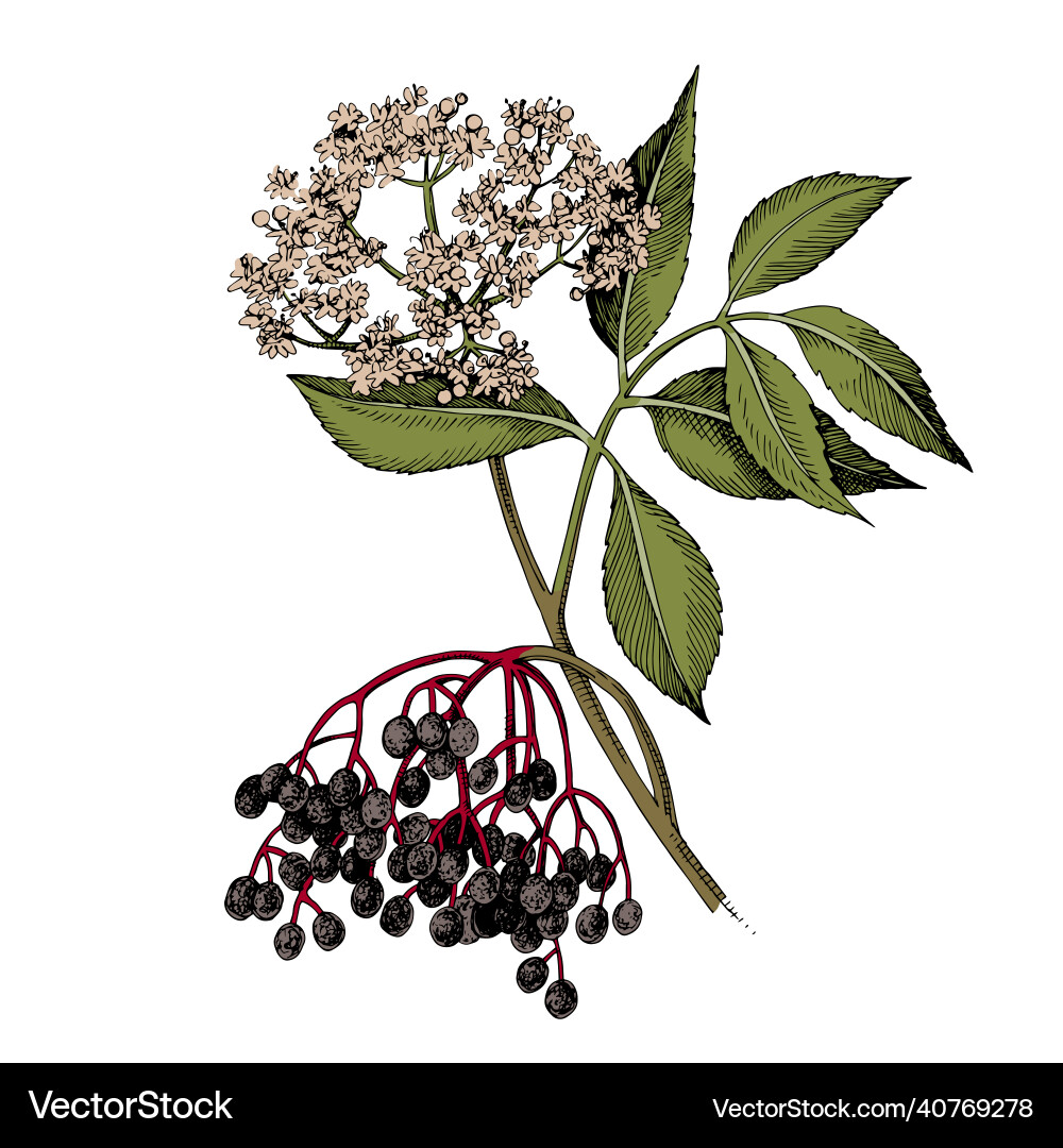 Hand drawn elderberry with berries and blossoms Vector Image