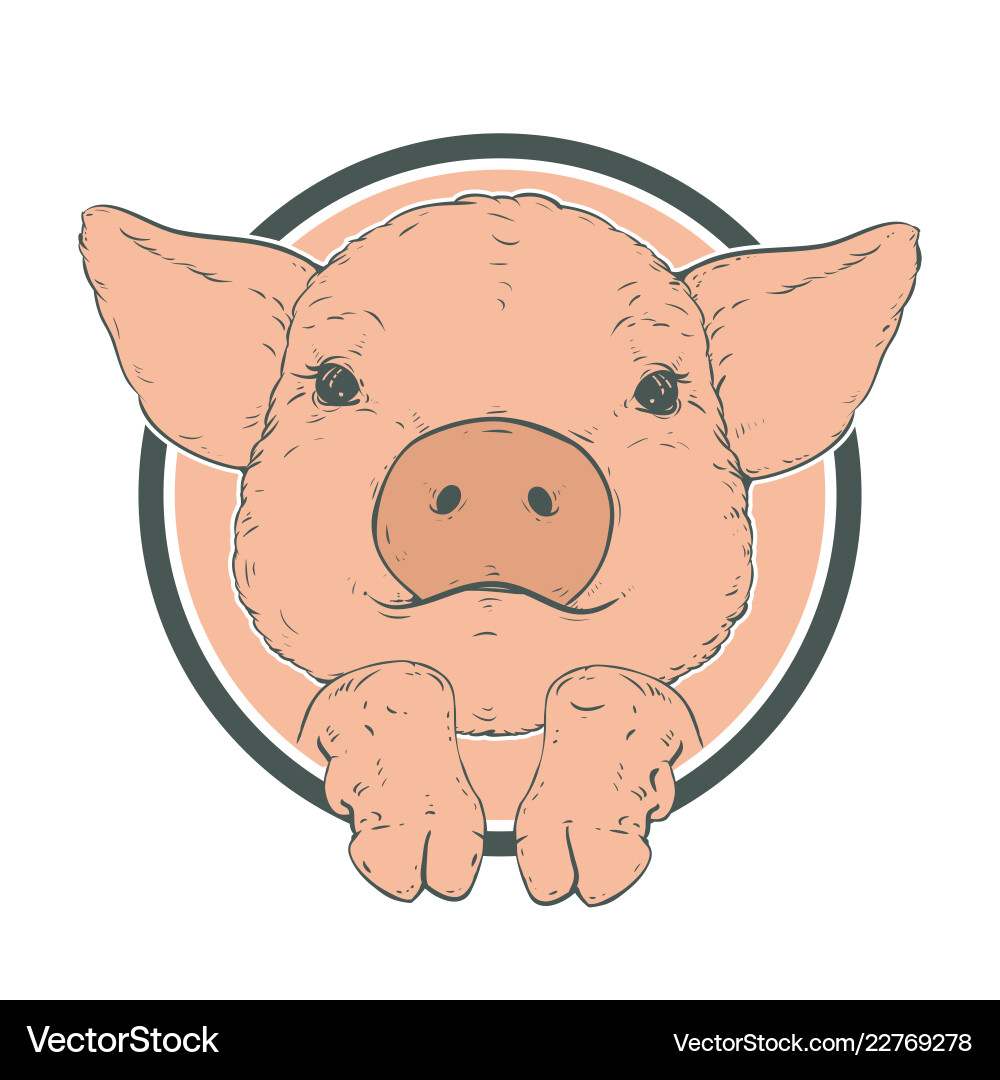 Sketch pig piglet face drawn in a circle Vector Image