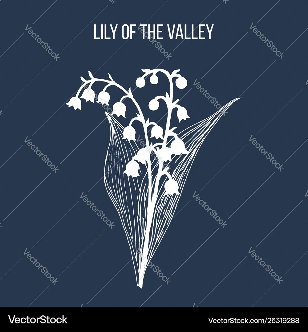 Lily valley convallaria majalis medicinal Vector Image