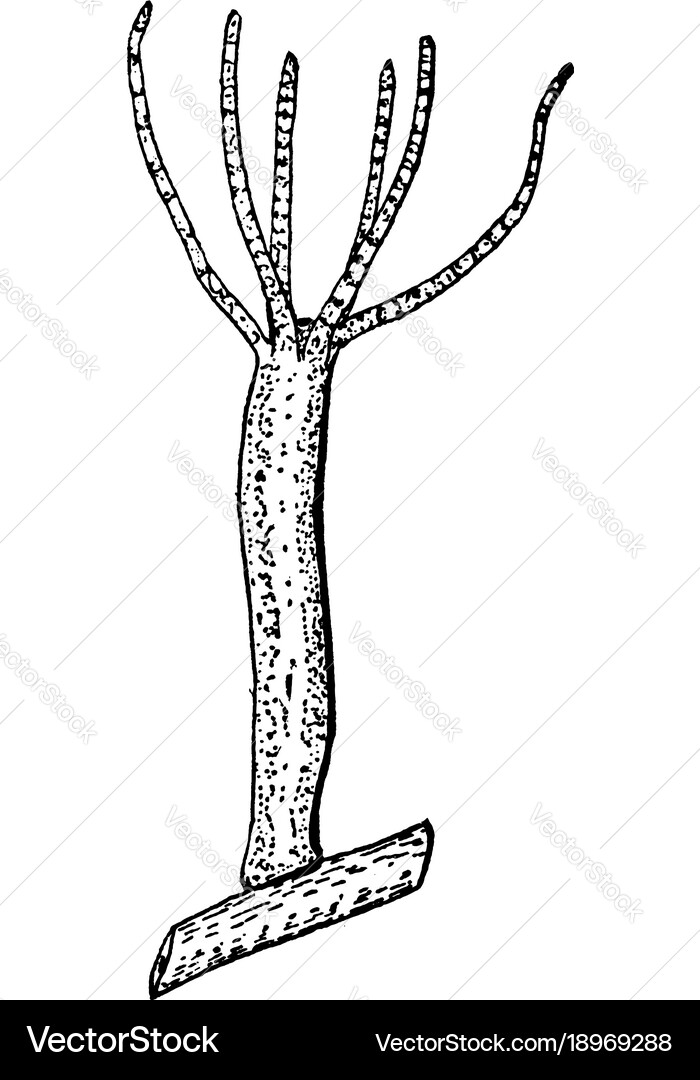 Vintage Freshwater Hydra Line Drawing Royalty Free Vector