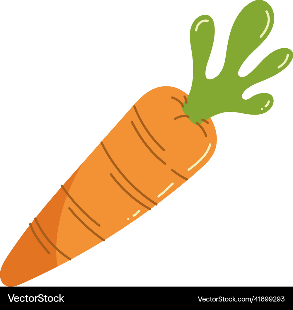 Fresh carrot vegetable Royalty Free Vector Image